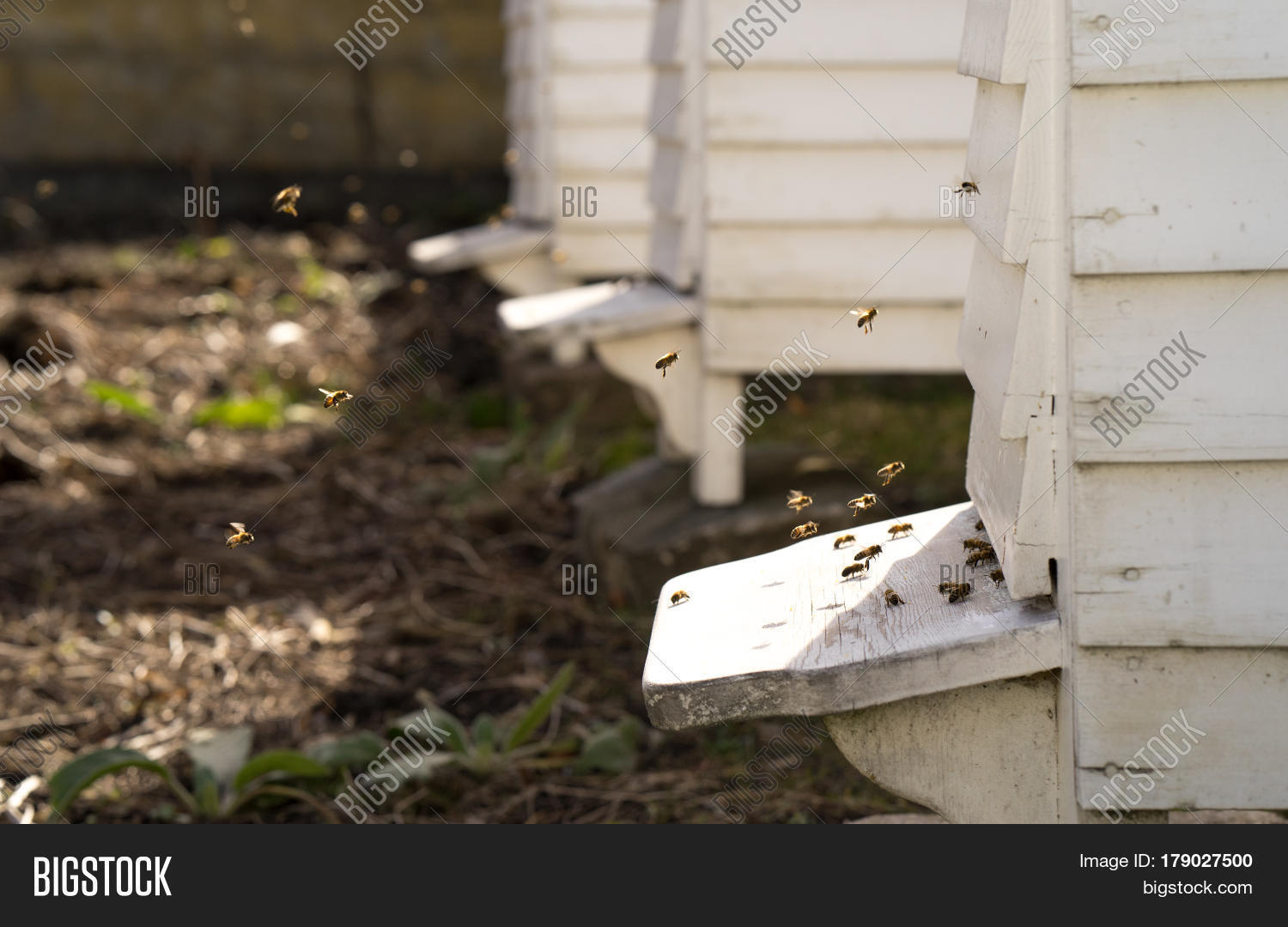 White Hives Lively Image & Photo (Free Trial) | Bigstock