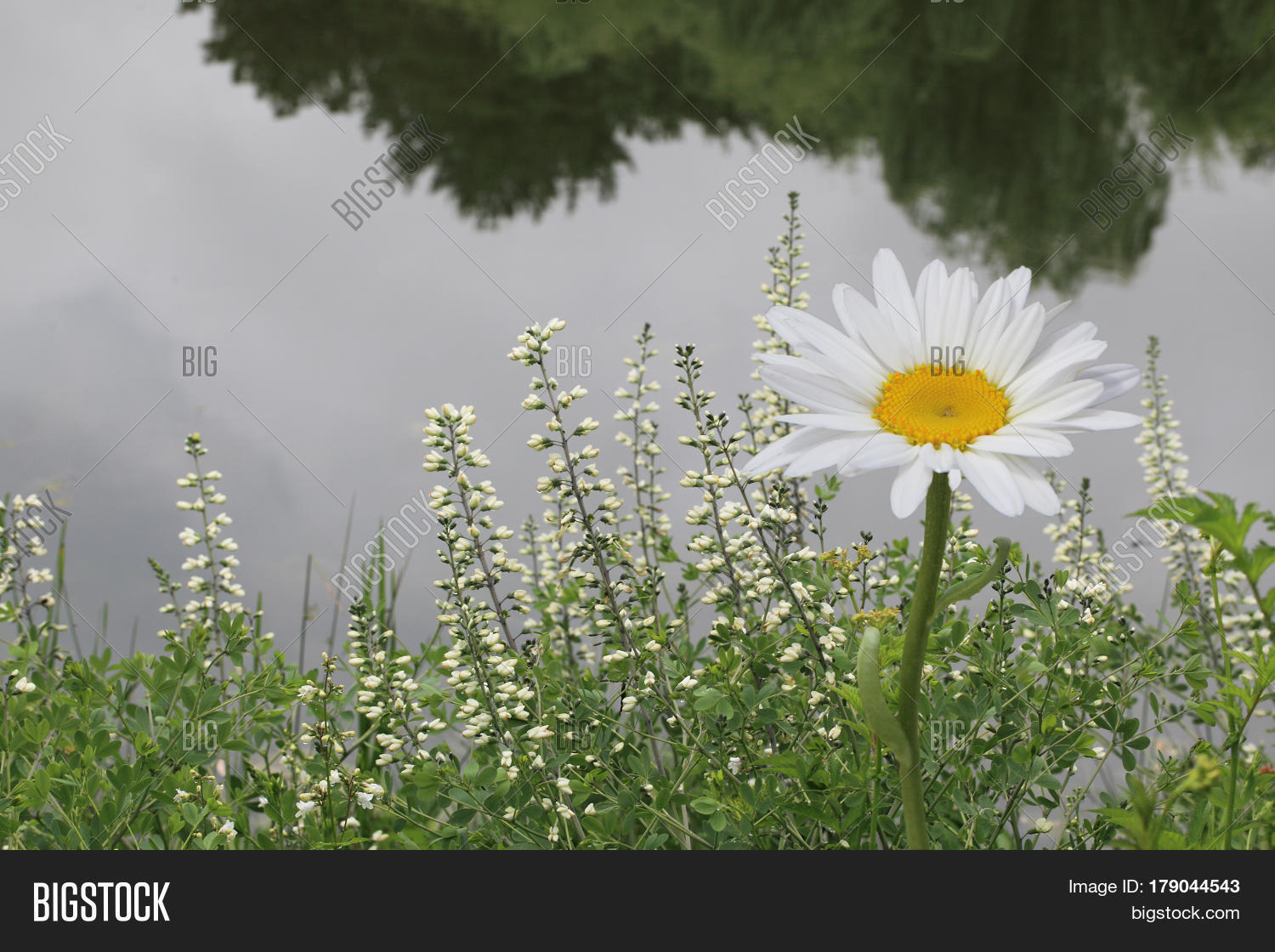Single Daisy Flower By Image & Photo (Free Trial) | Bigstock