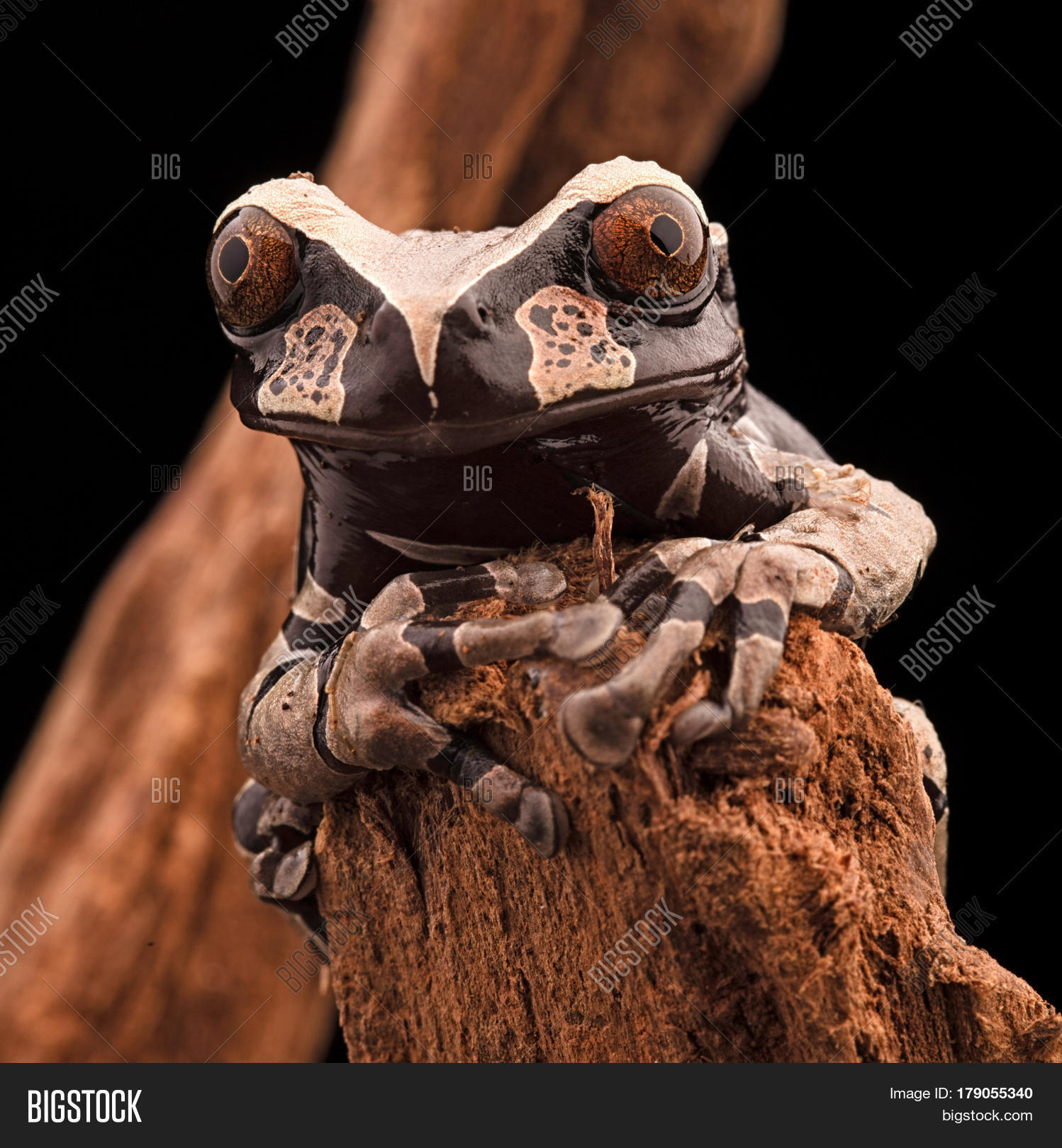 Spiny Headed Tree Frog Image & Photo (Free Trial) | Bigstock