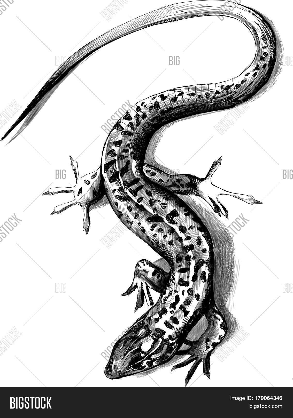 Lizard Top View Vector & Photo (Free Trial) | Bigstock