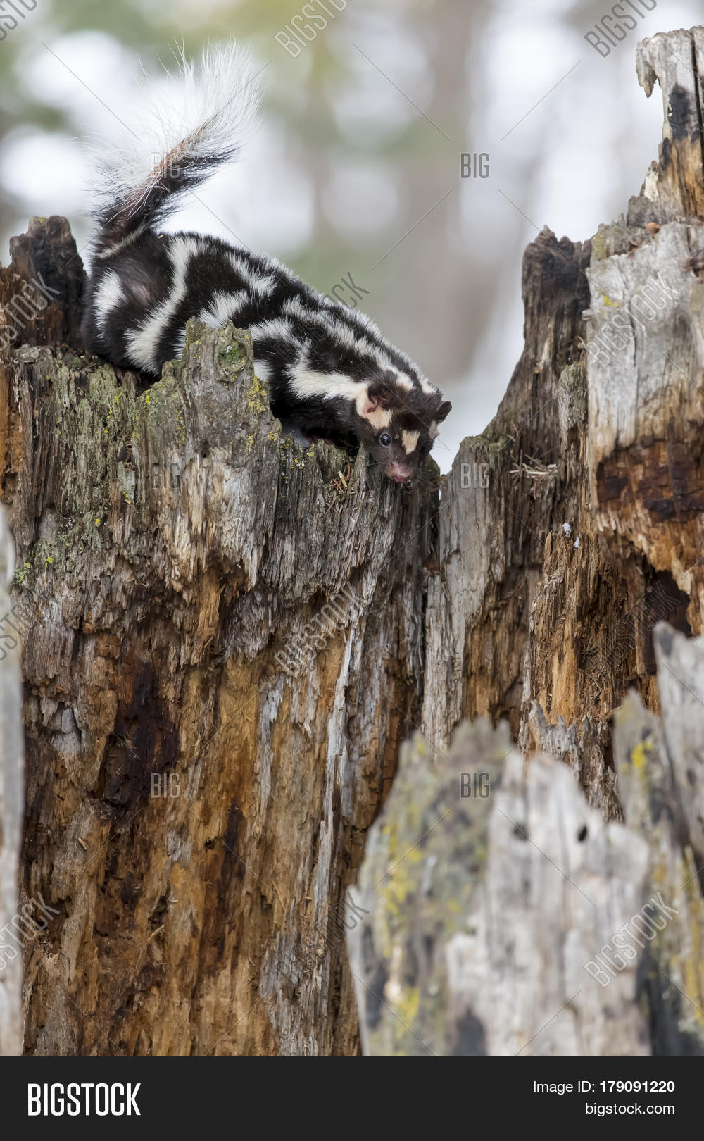 Spotted Skunk Hunts Image & Photo (Free Trial) | Bigstock