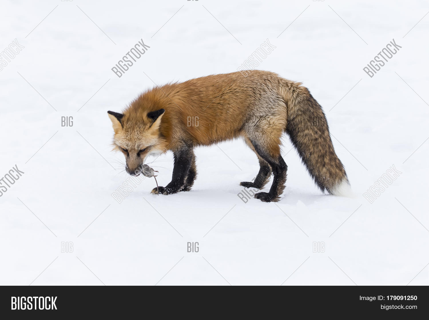 Red Fox Hunts Prey Image & Photo (Free Trial) | Bigstock