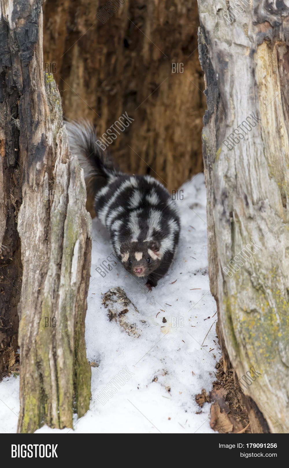 Spotted Skunk Hunts Image & Photo (Free Trial) | Bigstock