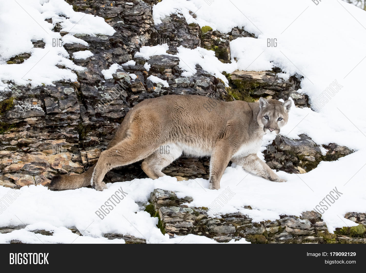 Mountain Lion Hunts Image & Photo (Free Trial) | Bigstock