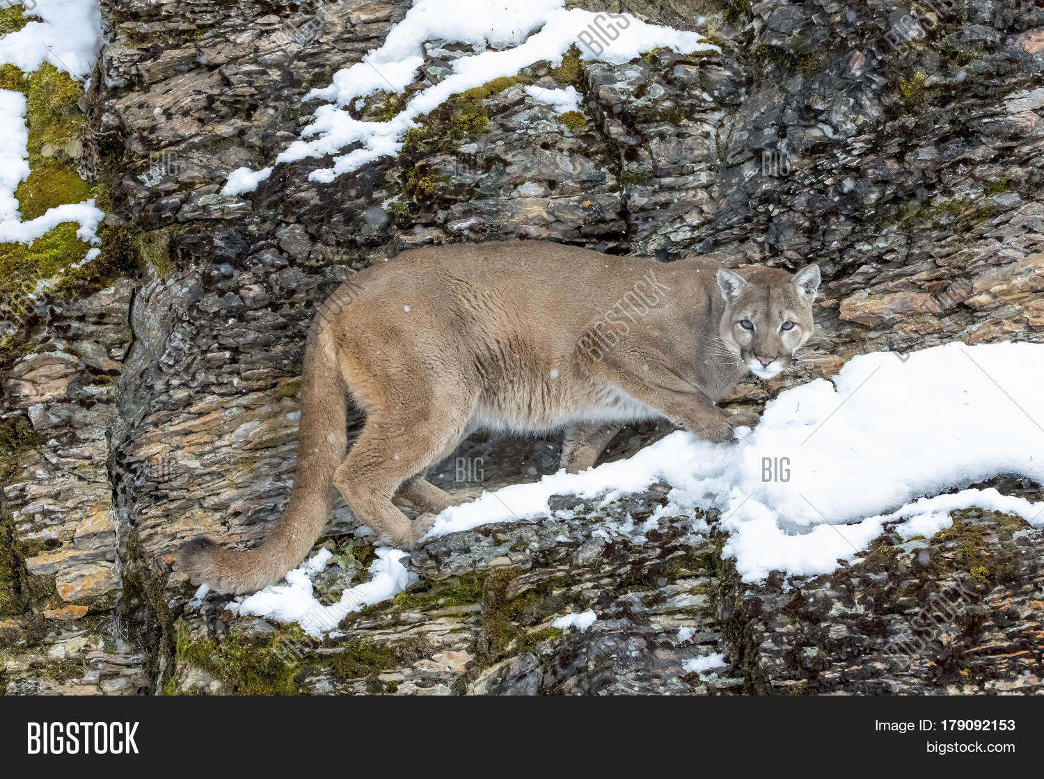 Mountain Lion Hunts Image & Photo (Free Trial) | Bigstock