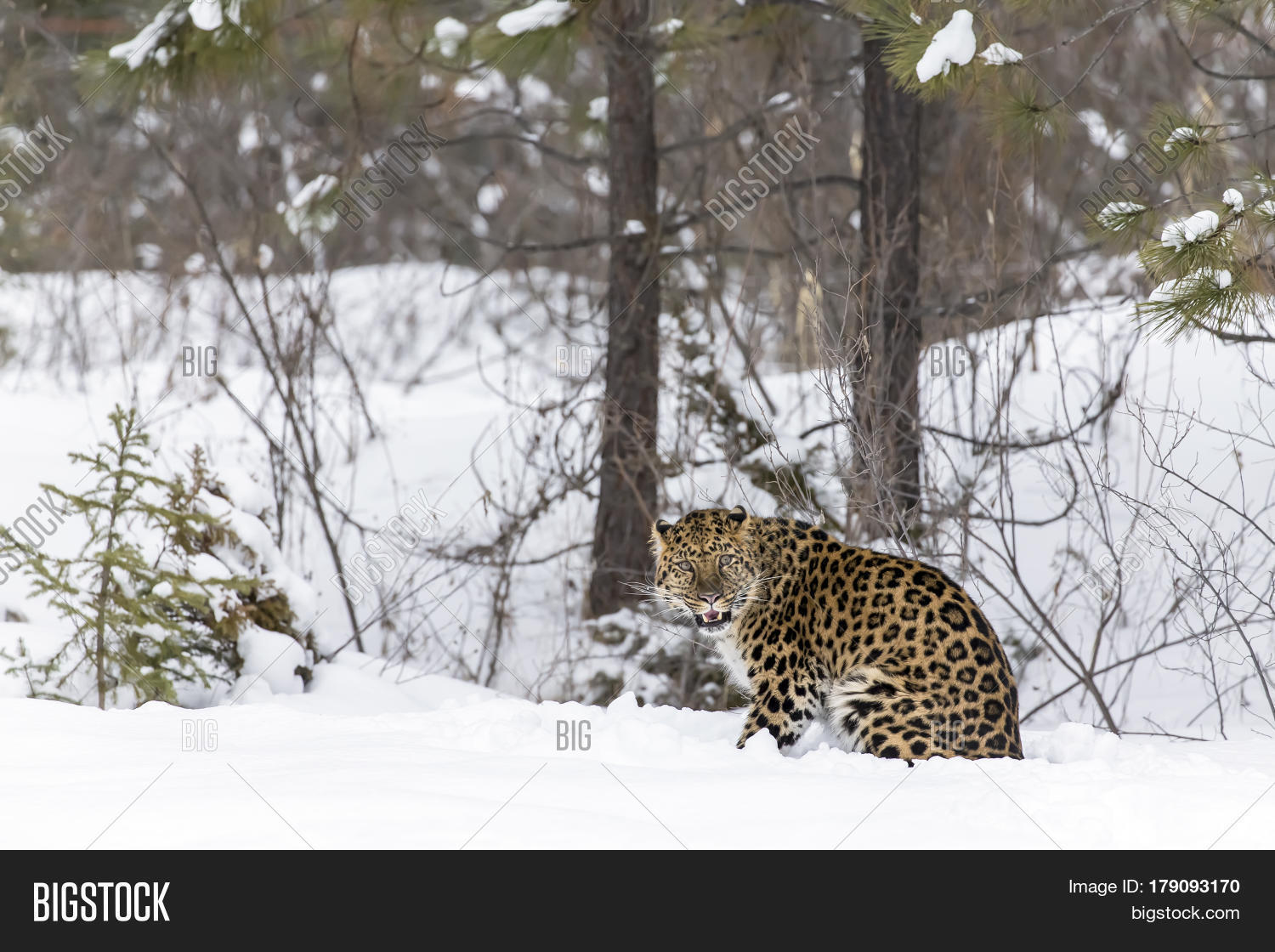 Amur Leopard Snowy Image & Photo (Free Trial) | Bigstock