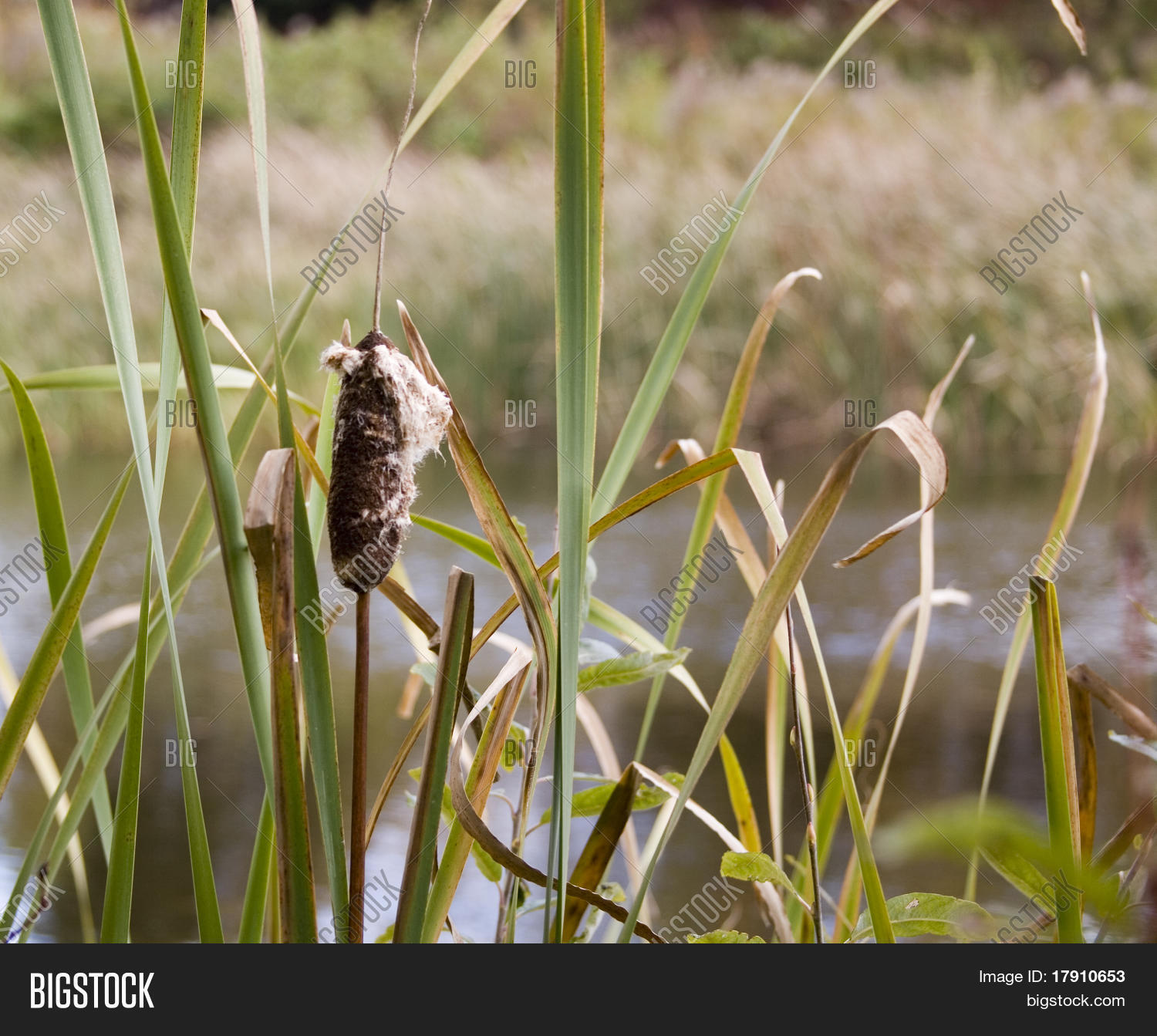 Bull Rush Image & Photo (Free Trial) | Bigstock