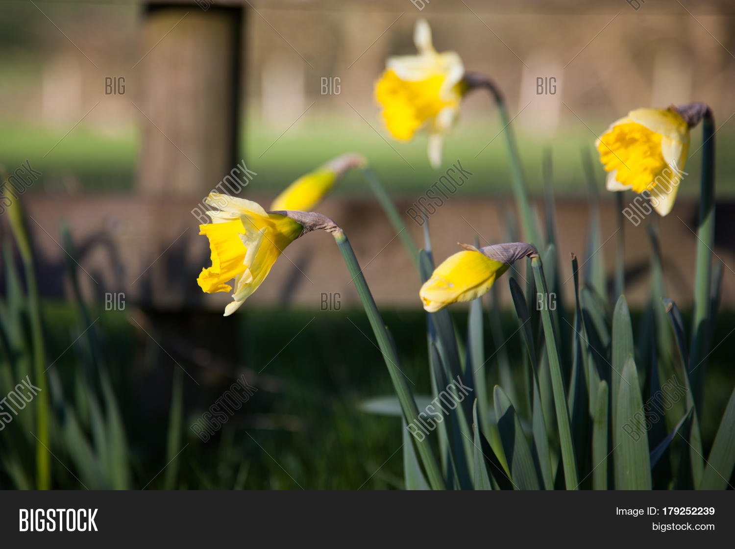 Daffodils Spring Image & Photo (Free Trial) | Bigstock