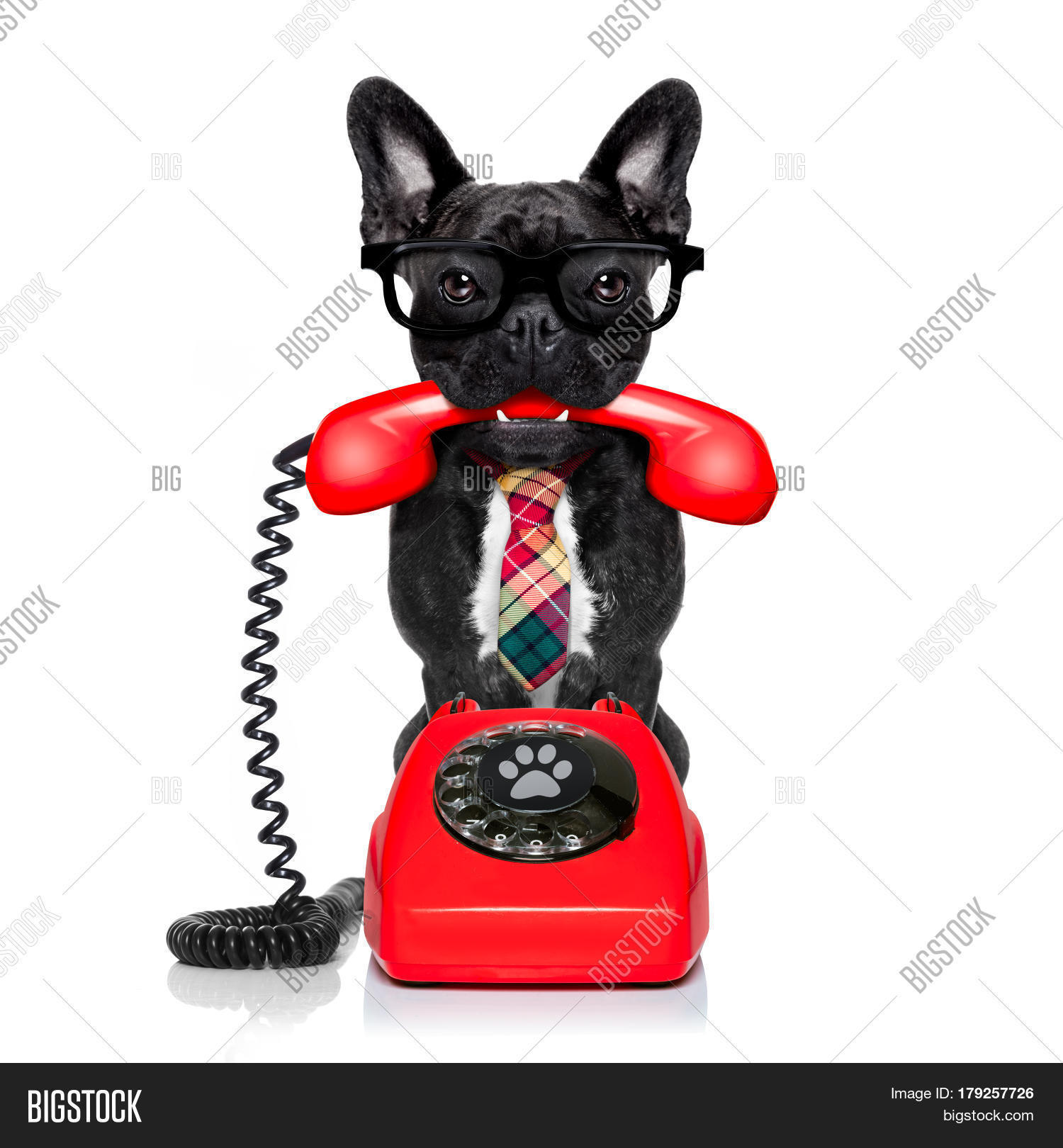 Dog On Phone Image & Photo (Free Trial) | Bigstock