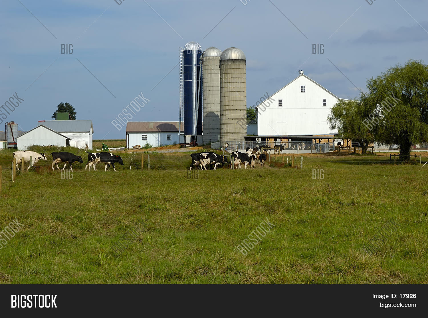 Cattle Farm Image & Photo (Free Trial) | Bigstock
