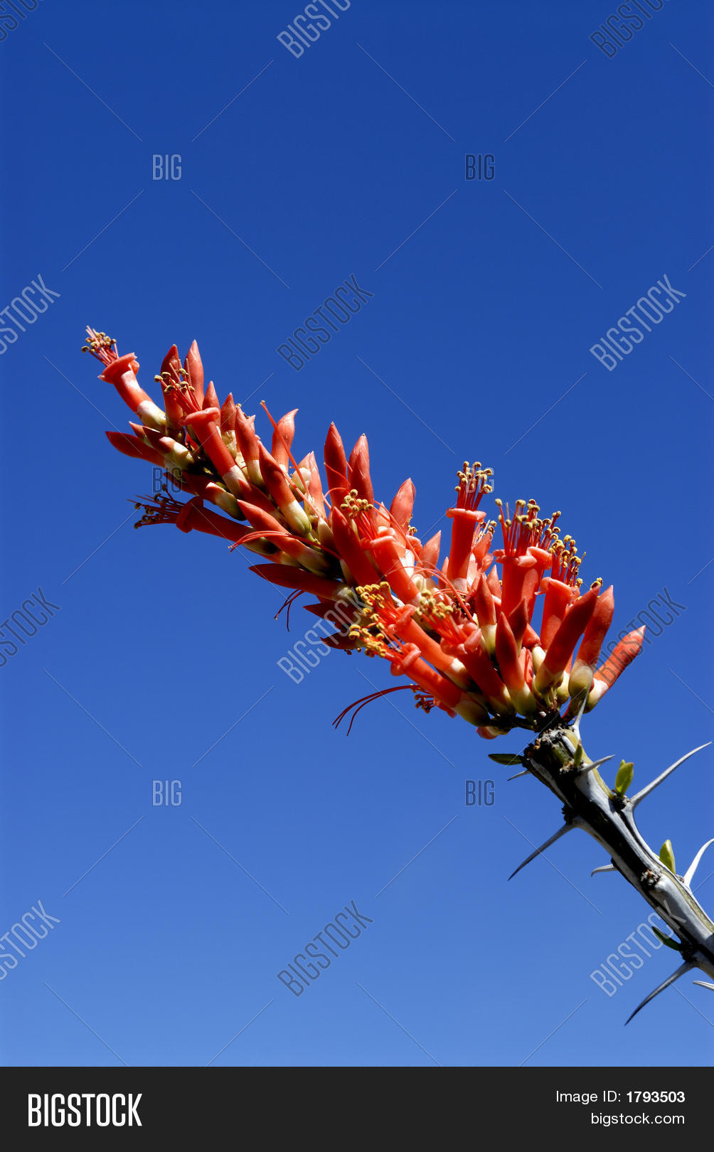 Ocotillo Blooms Image & Photo (Free Trial) | Bigstock