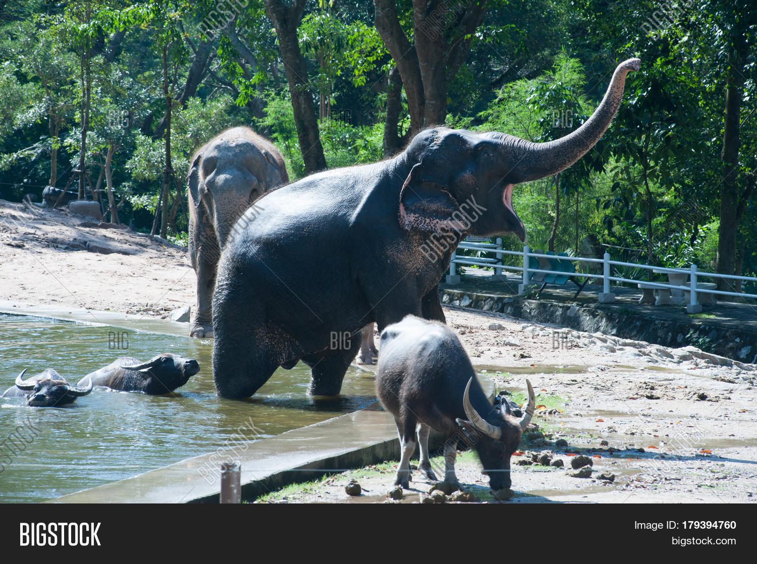 Young Elephant Buffalo Image & Photo (Free Trial) | Bigstock