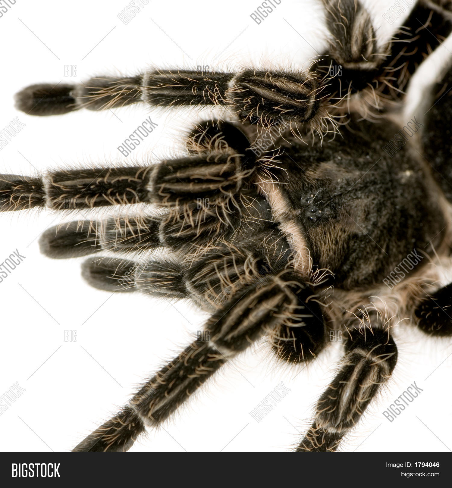 Zebra Tarantula Image & Photo (Free Trial) | Bigstock