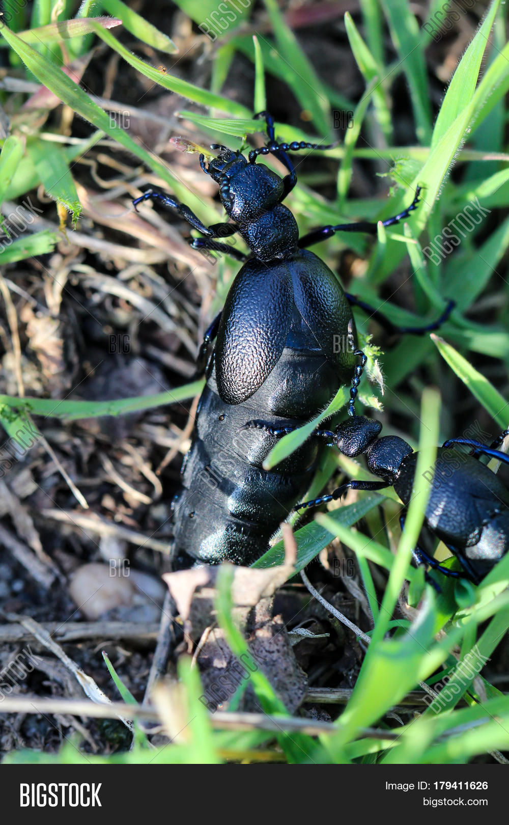 Black Blue Beetle Image & Photo (Free Trial) | Bigstock