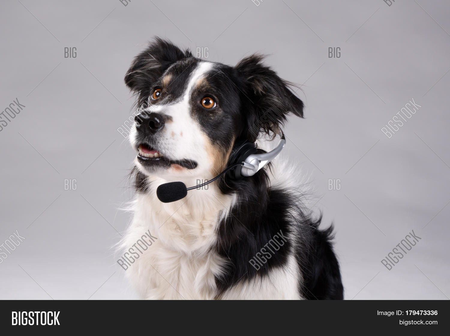 Dog Has Headphones Image & Photo (Free Trial) | Bigstock