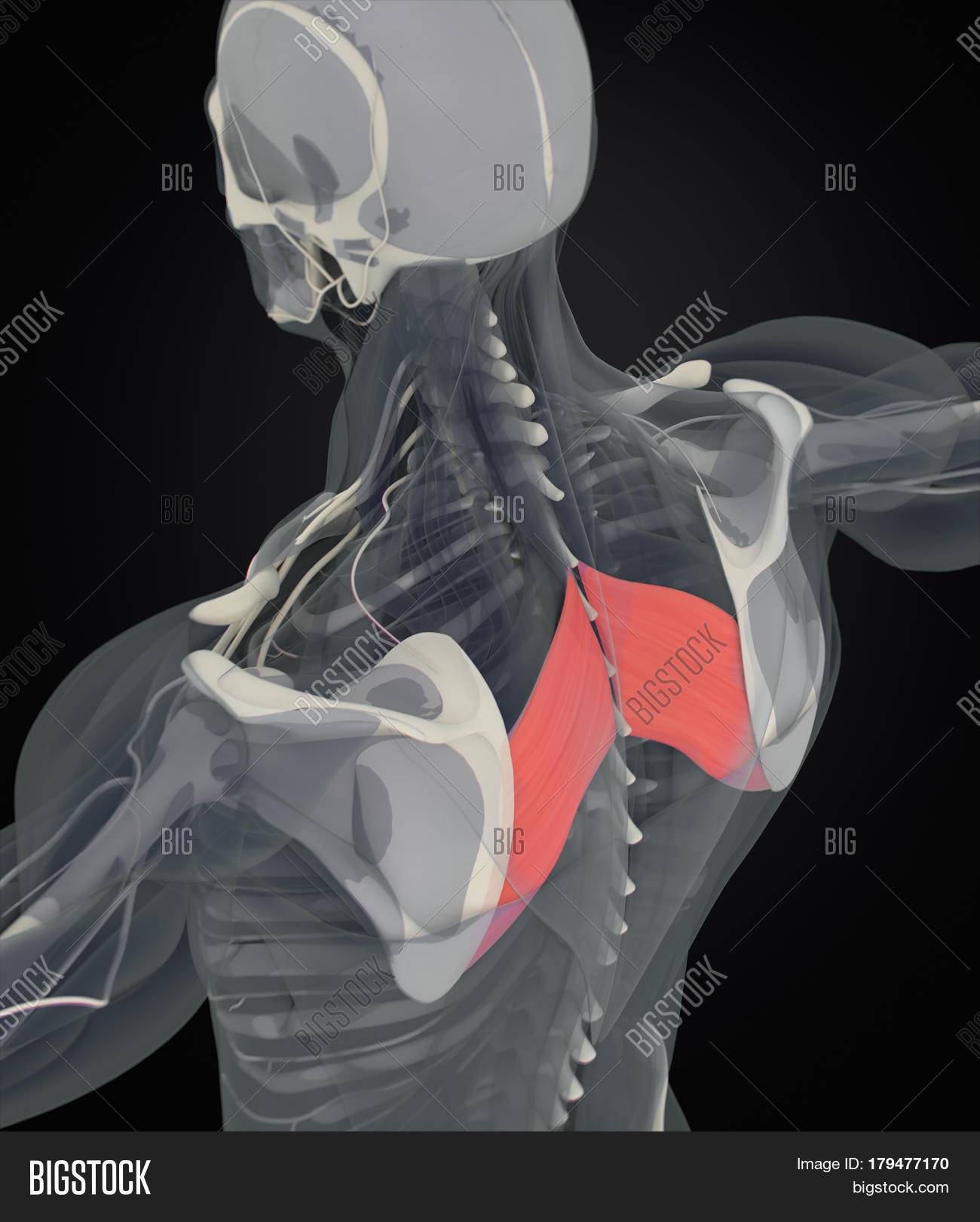 Anatomy Muscle Body. Image & Photo (Free Trial) | Bigstock