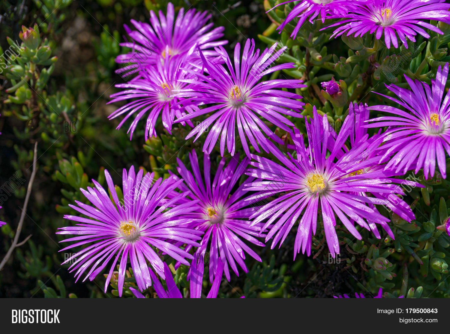 Purple Iceplant Flower Image & Photo (Free Trial) | Bigstock