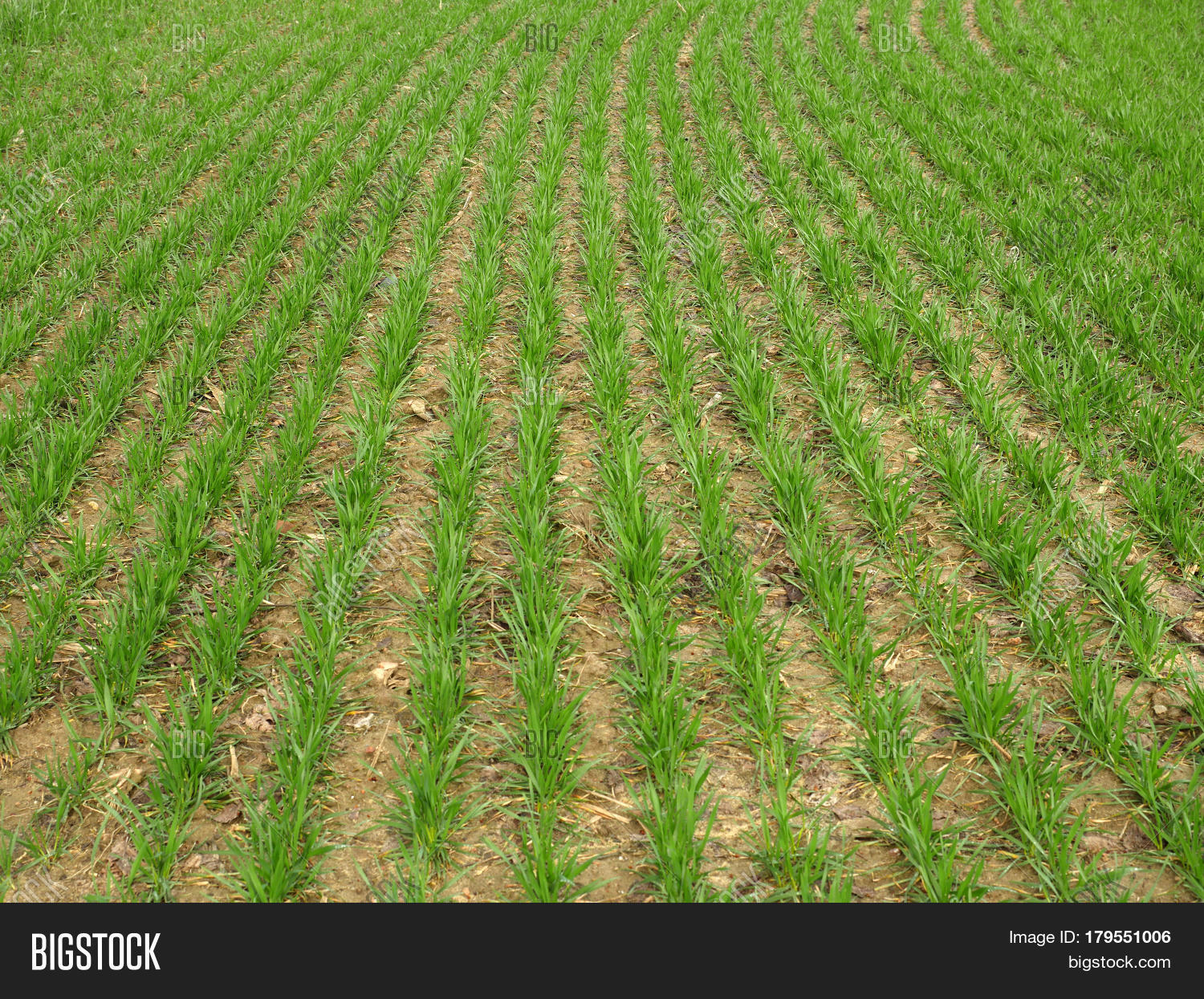 Cultivated Field Image & Photo (Free Trial) | Bigstock