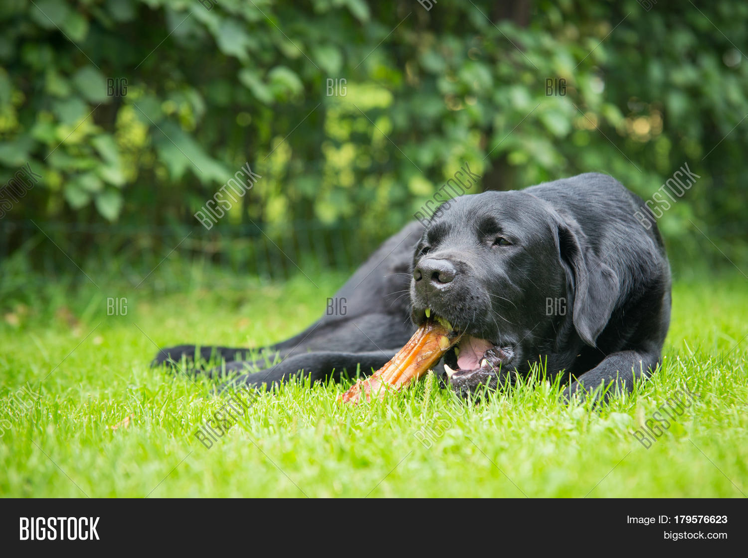A Dog Eating A Bone
