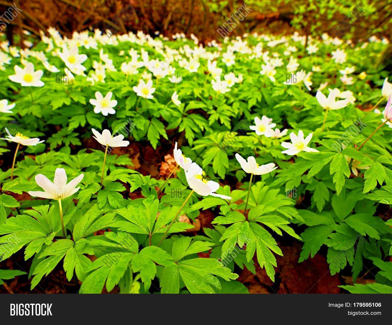 Wood Anemones Blossom Image & Photo (Free Trial) | Bigstock