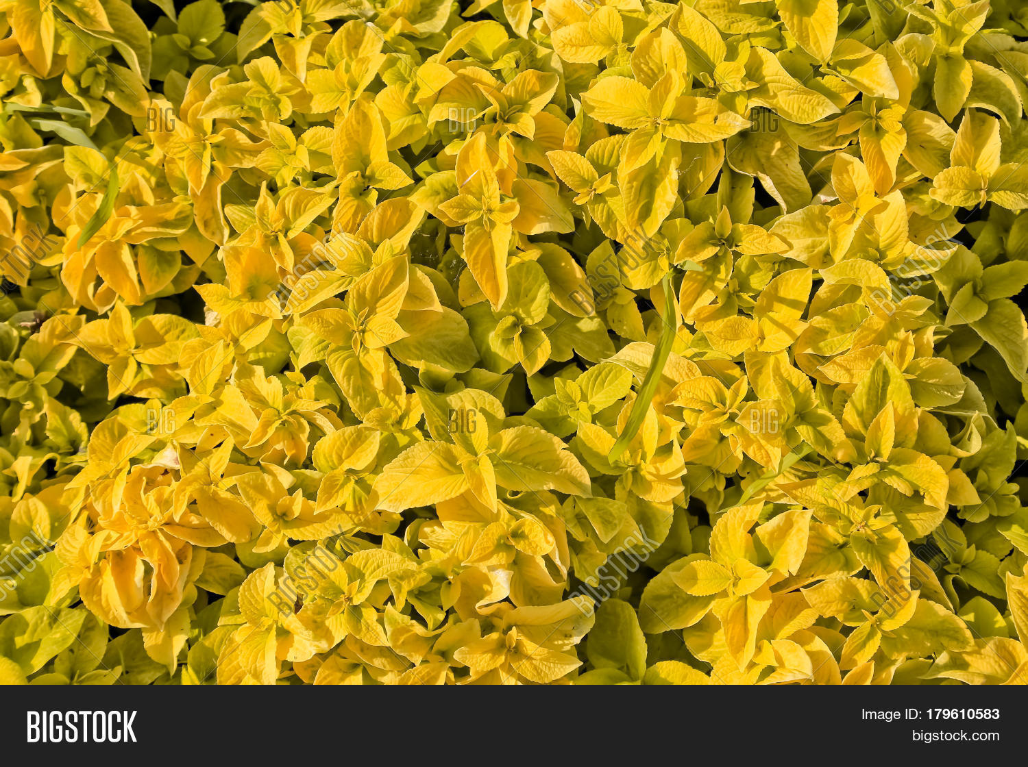 Yellow Coleus Flower Image & Photo (Free Trial) | Bigstock