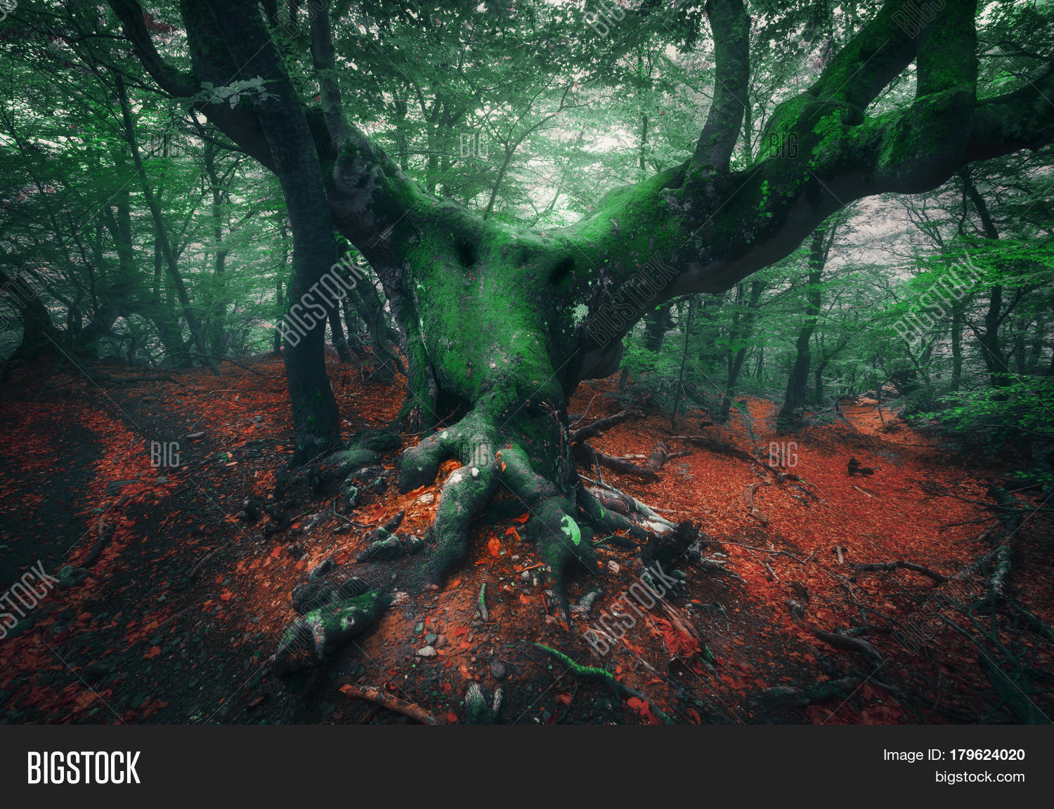 Scary Tree. Mystical Image & Photo (Free Trial) | Bigstock