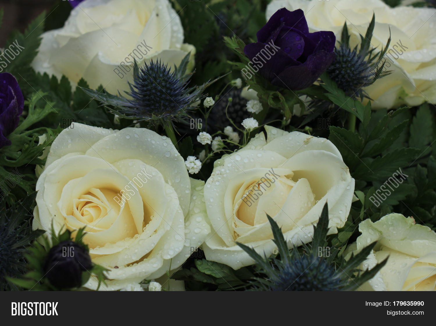 White Roses Baby's- Image & Photo (Free Trial) | Bigstock