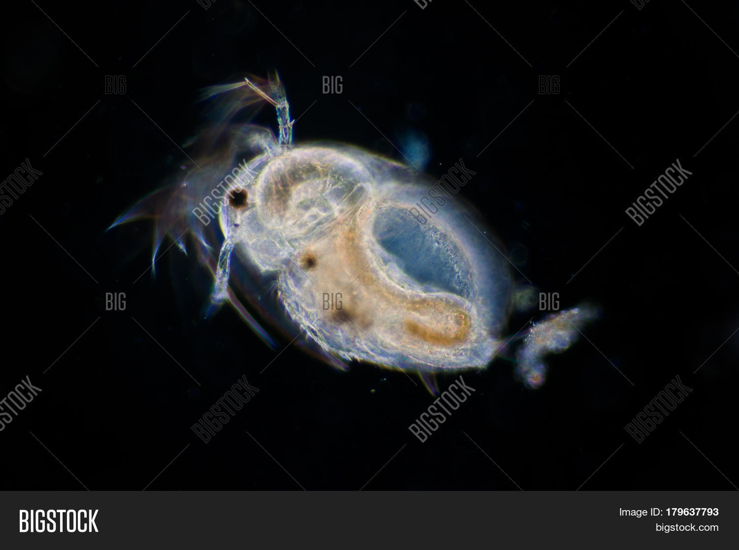 Water Flea (Moina Image & Photo (Free Trial) | Bigstock