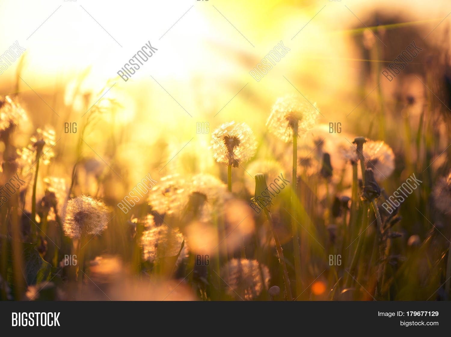 Spring Dandelion Field Image & Photo (Free Trial) | Bigstock