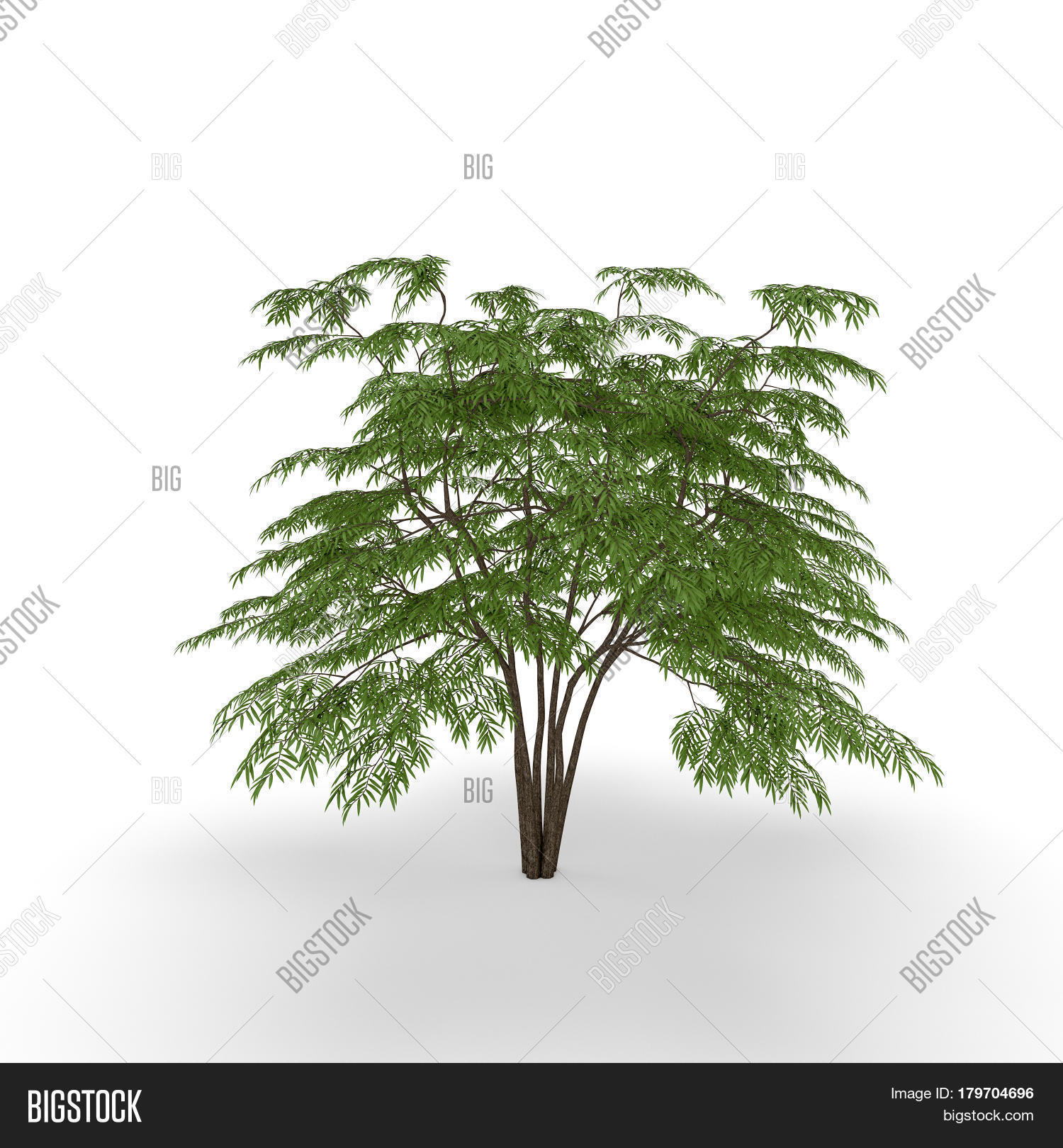 Aralia Tree. Isolated Image & Photo (Free Trial) | Bigstock