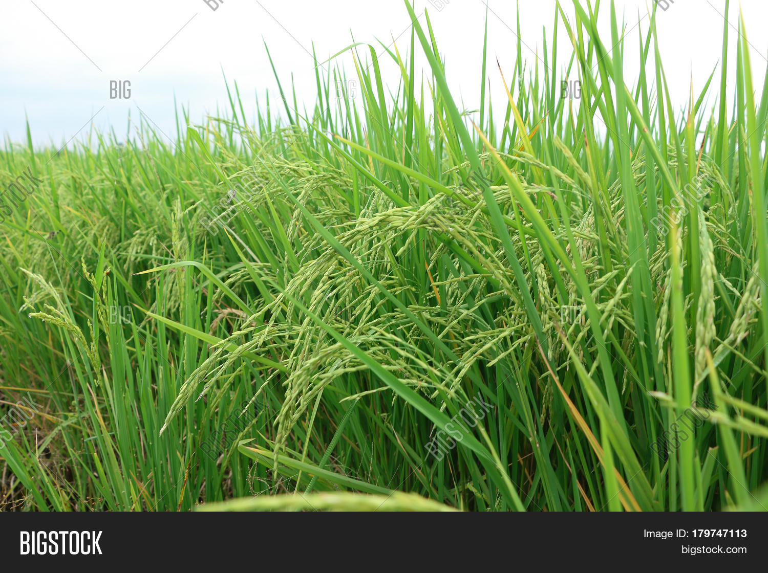 Rice Field Which Ready Image & Photo (Free Trial) | Bigstock