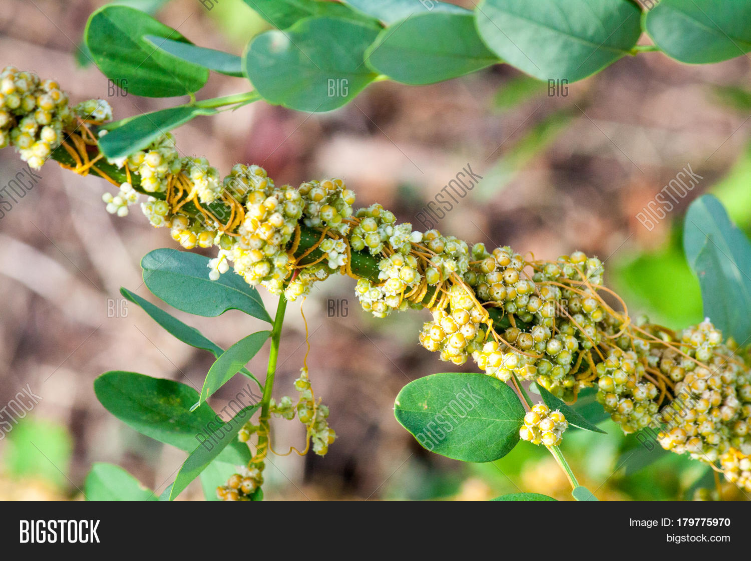 Dodder Genus Cuscuta Image & Photo (Free Trial) | Bigstock