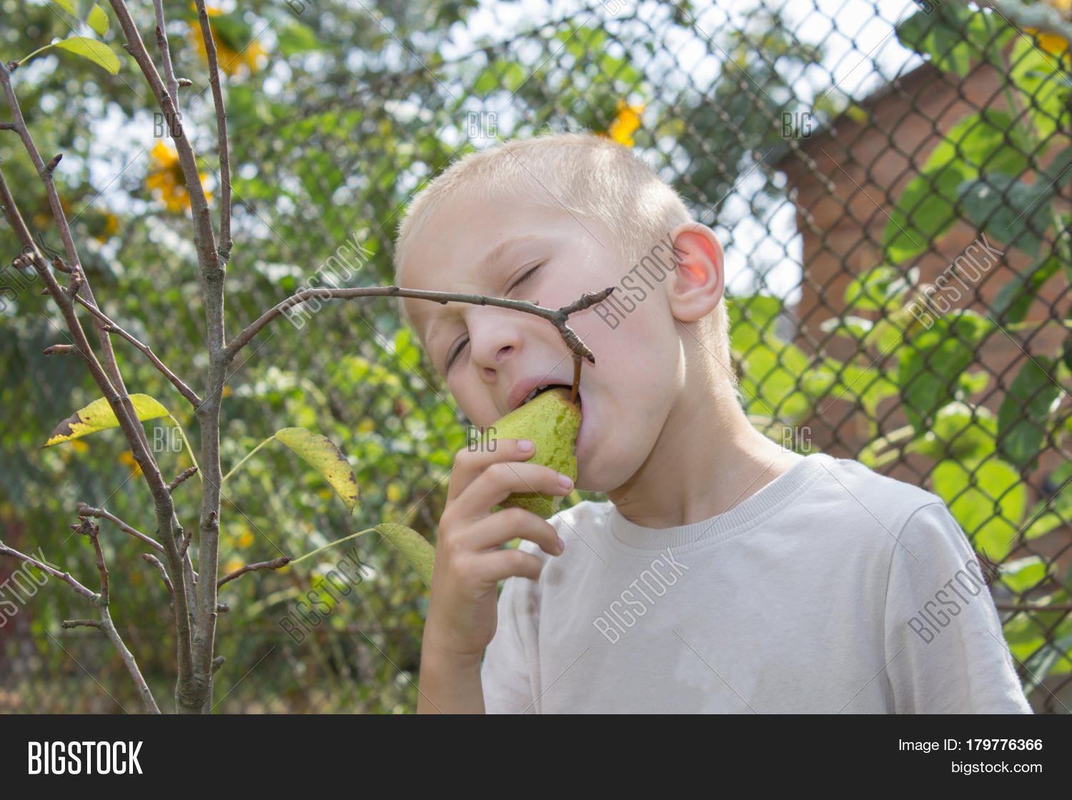 Boy Bites Pear Trees Image & Photo (Free Trial) | Bigstock