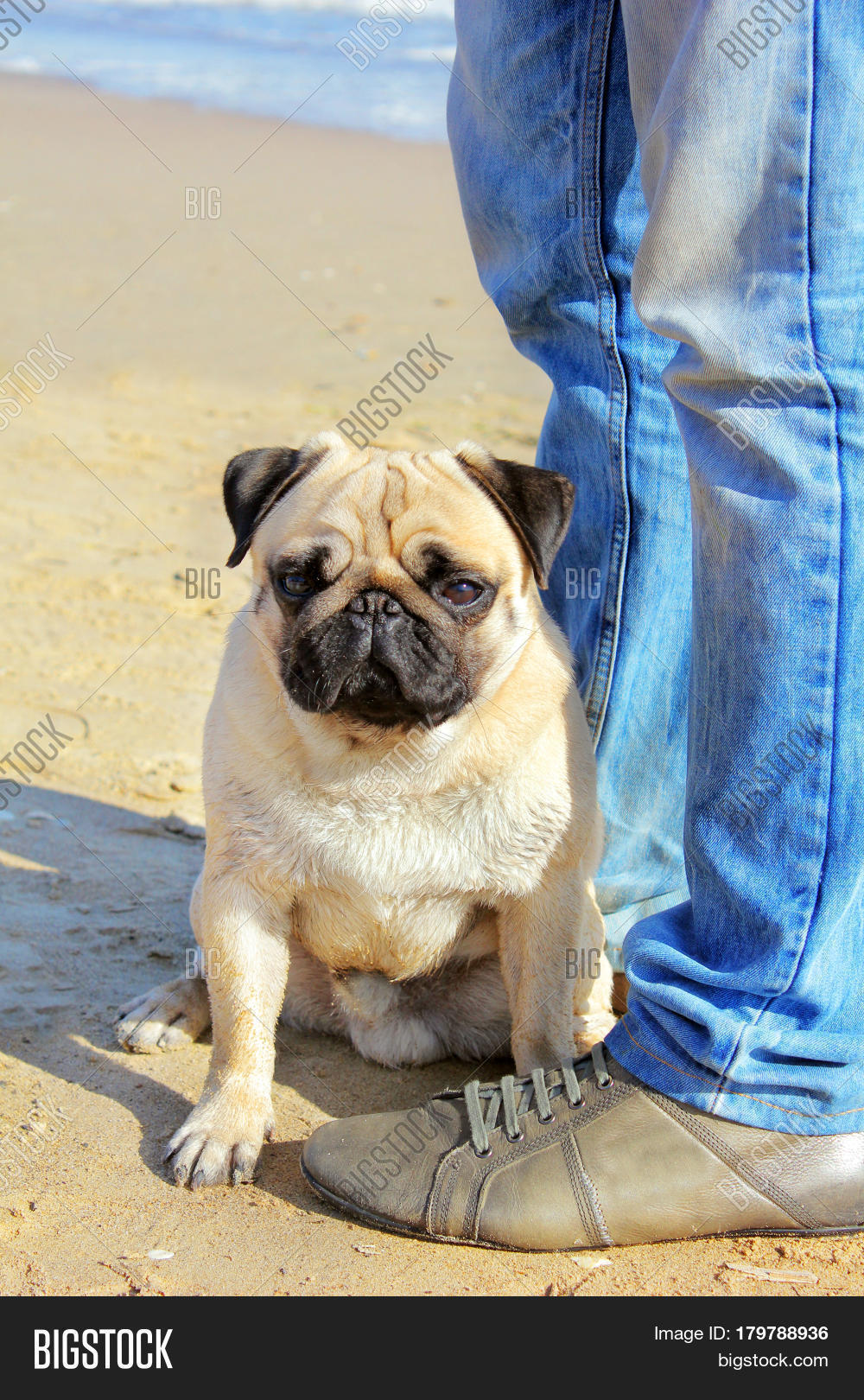 Pug Dog Owner Legs Image & Photo (Free Trial) | Bigstock
