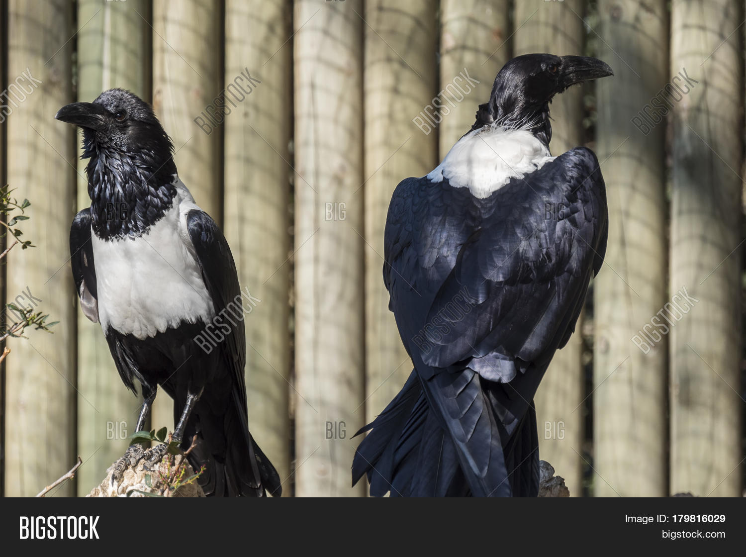 Pied Crow, Corvus Image & Photo (Free Trial) | Bigstock