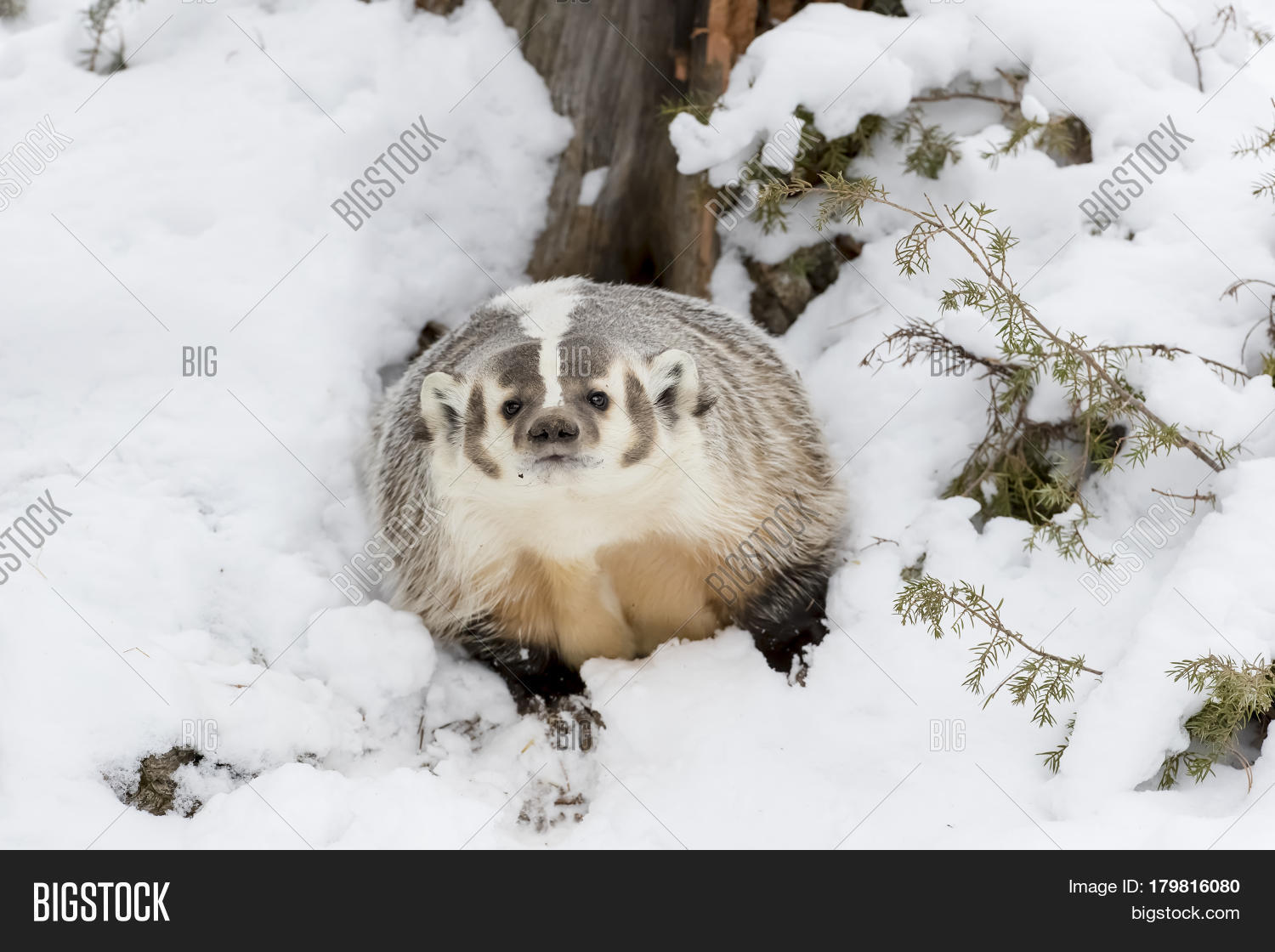 Badger Hunts Prey Image & Photo (Free Trial) | Bigstock