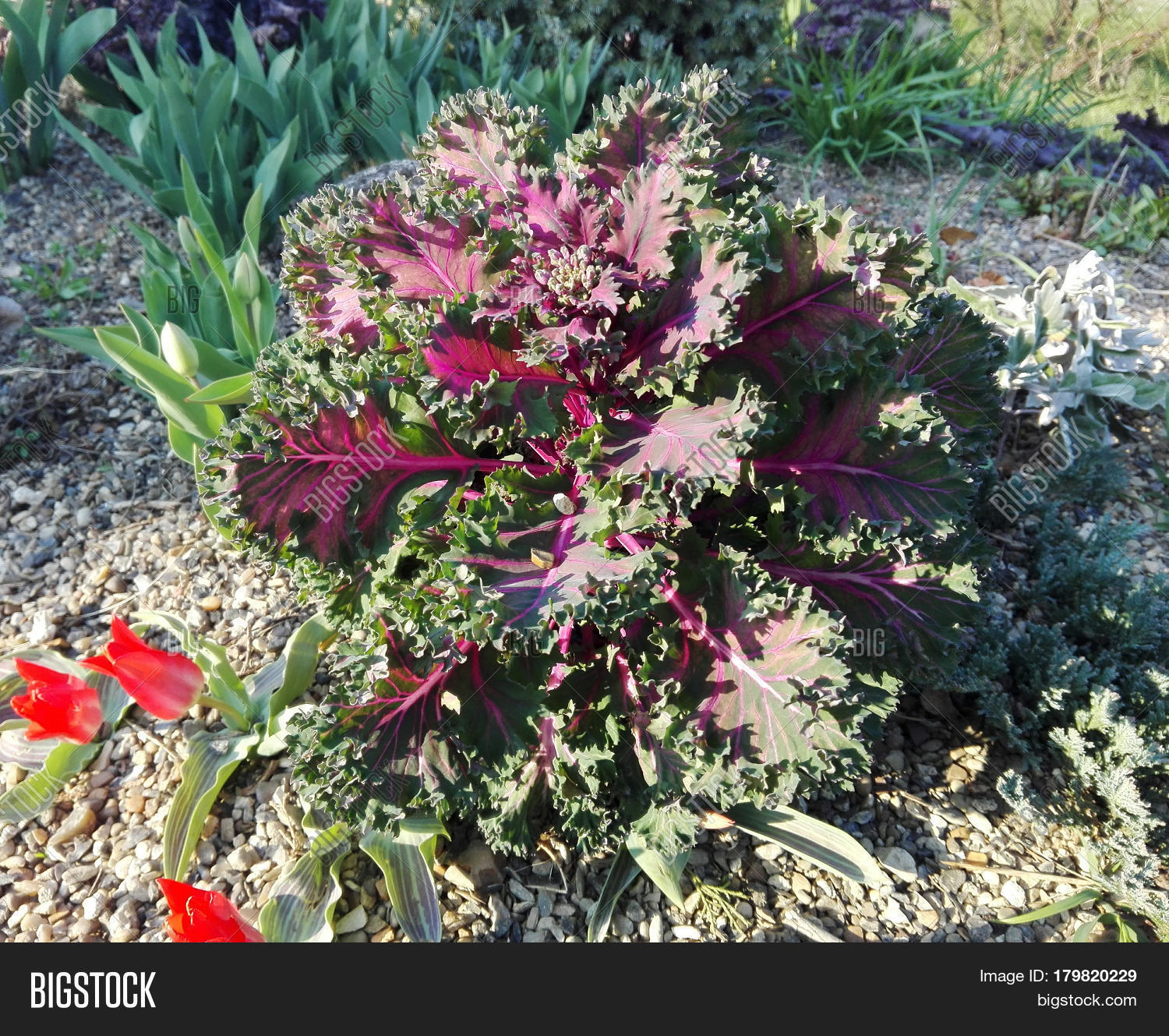 Bush Red Salad Leaves Image & Photo (Free Trial) | Bigstock