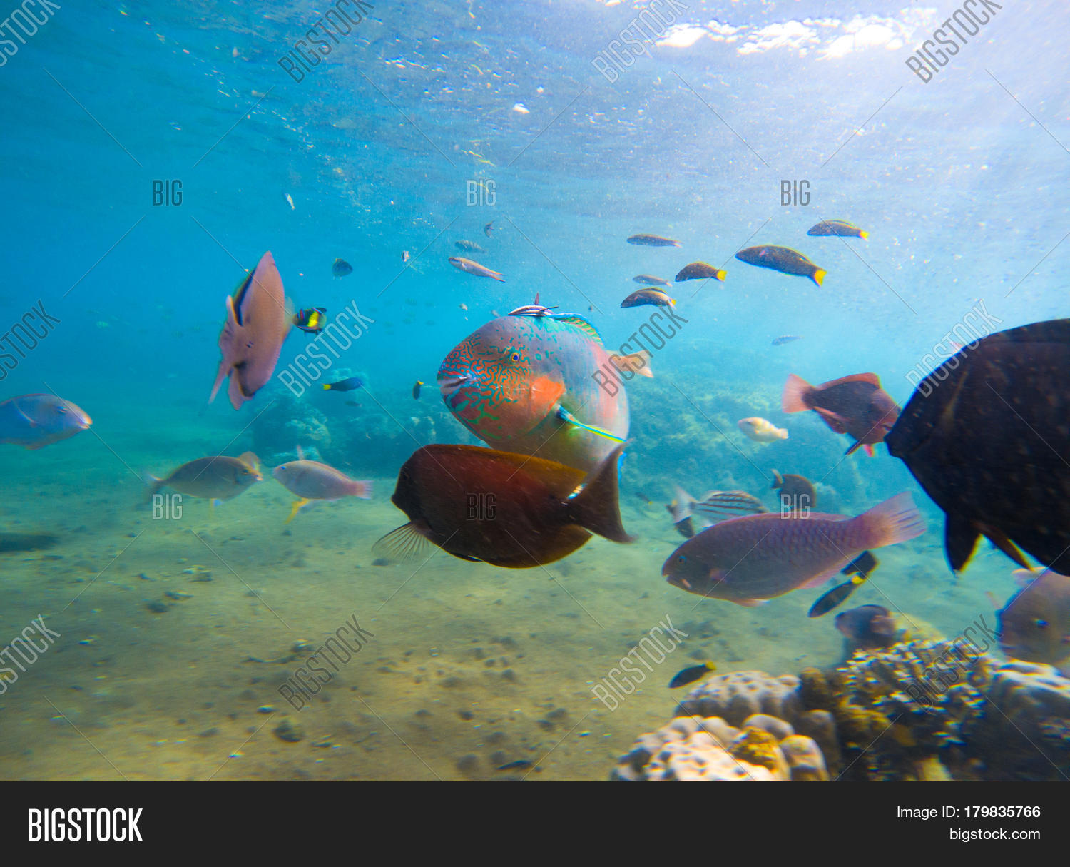 Underwater Seaview Image & Photo (Free Trial) | Bigstock