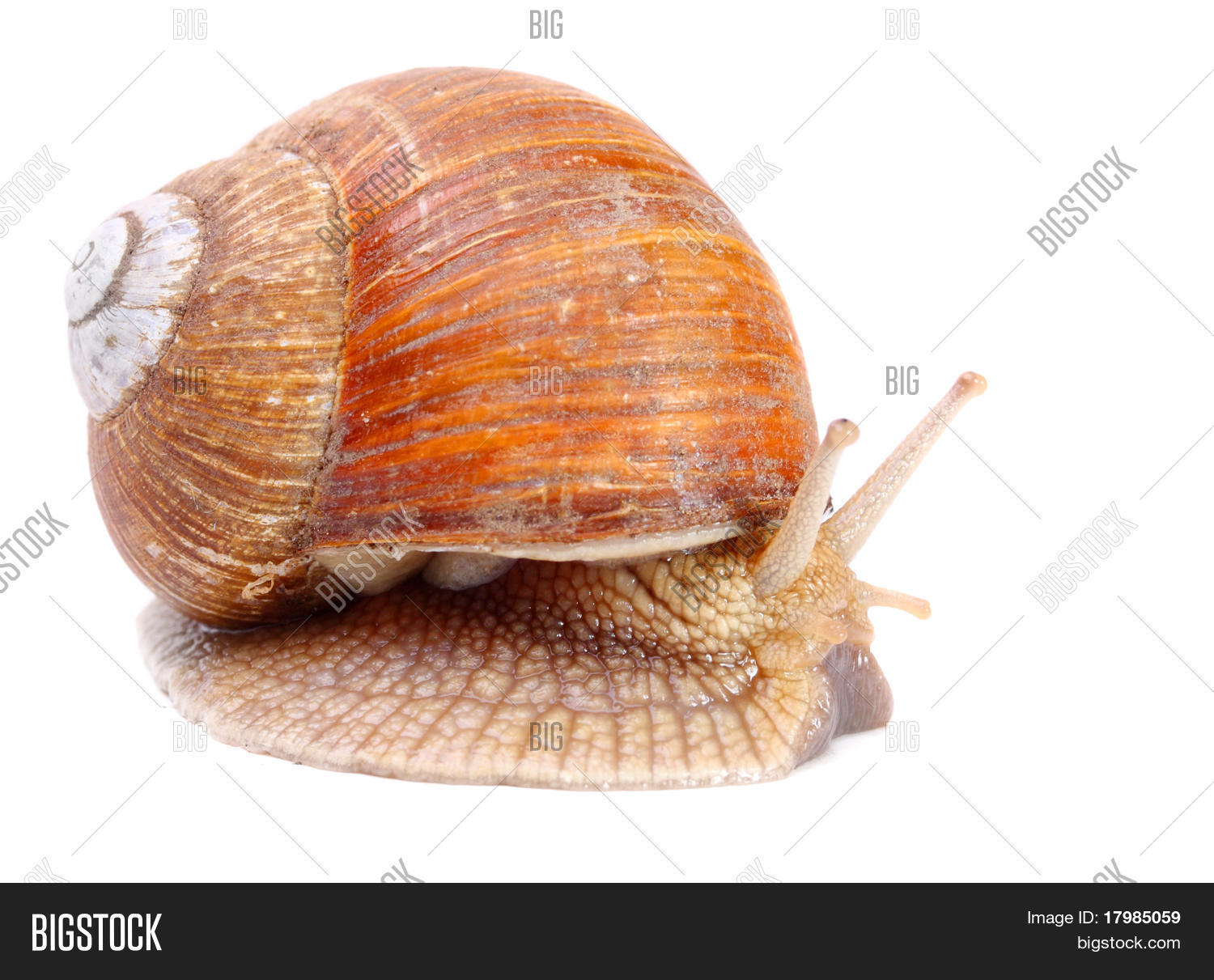 Garden Snail (Helix Image & Photo (Free Trial) | Bigstock