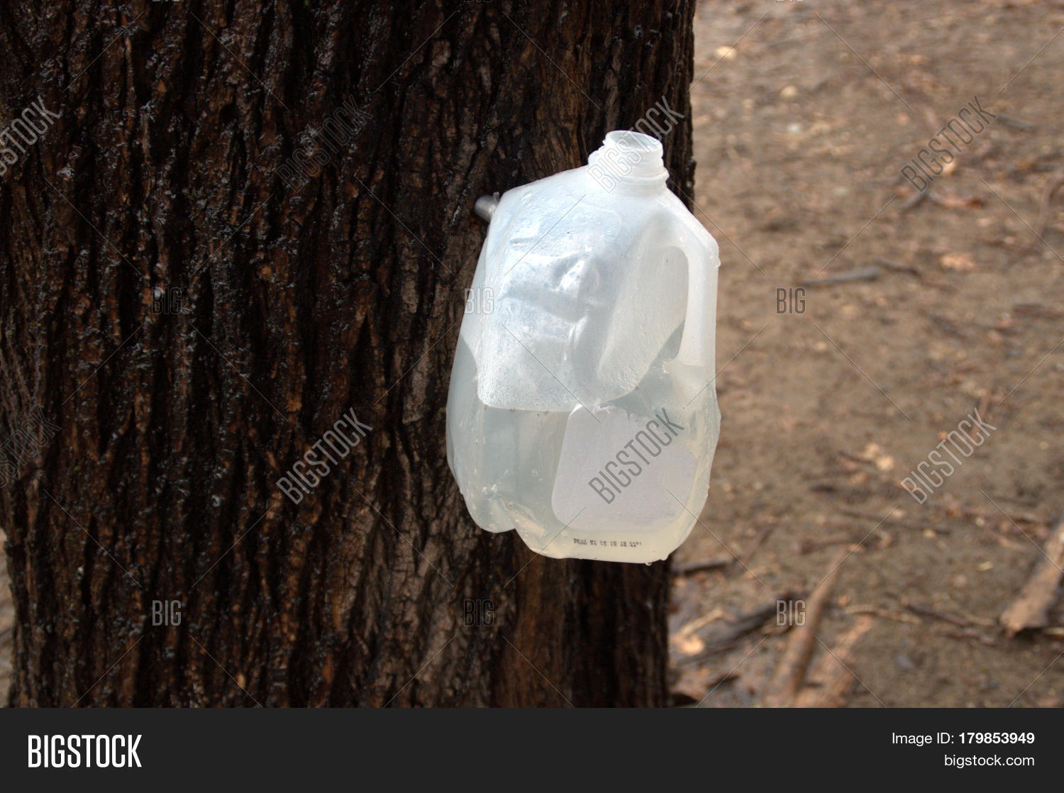 Maple Syrup Tap Image & Photo (Free Trial) | Bigstock