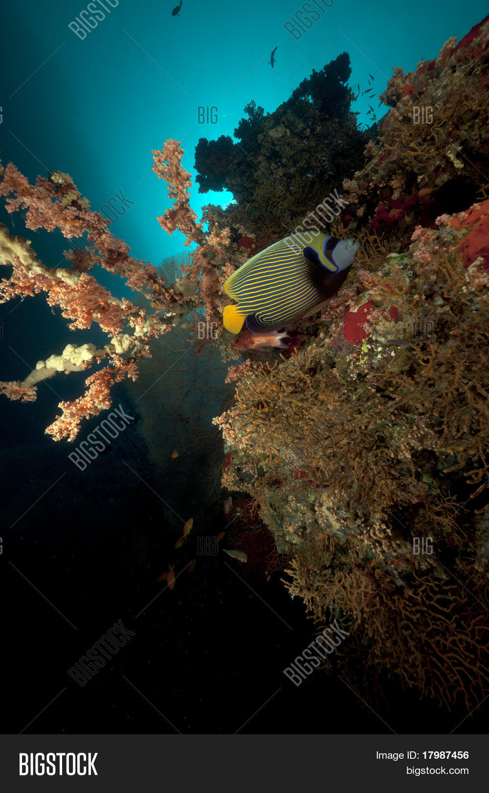 Coral Reef Emperor Image & Photo (Free Trial) | Bigstock