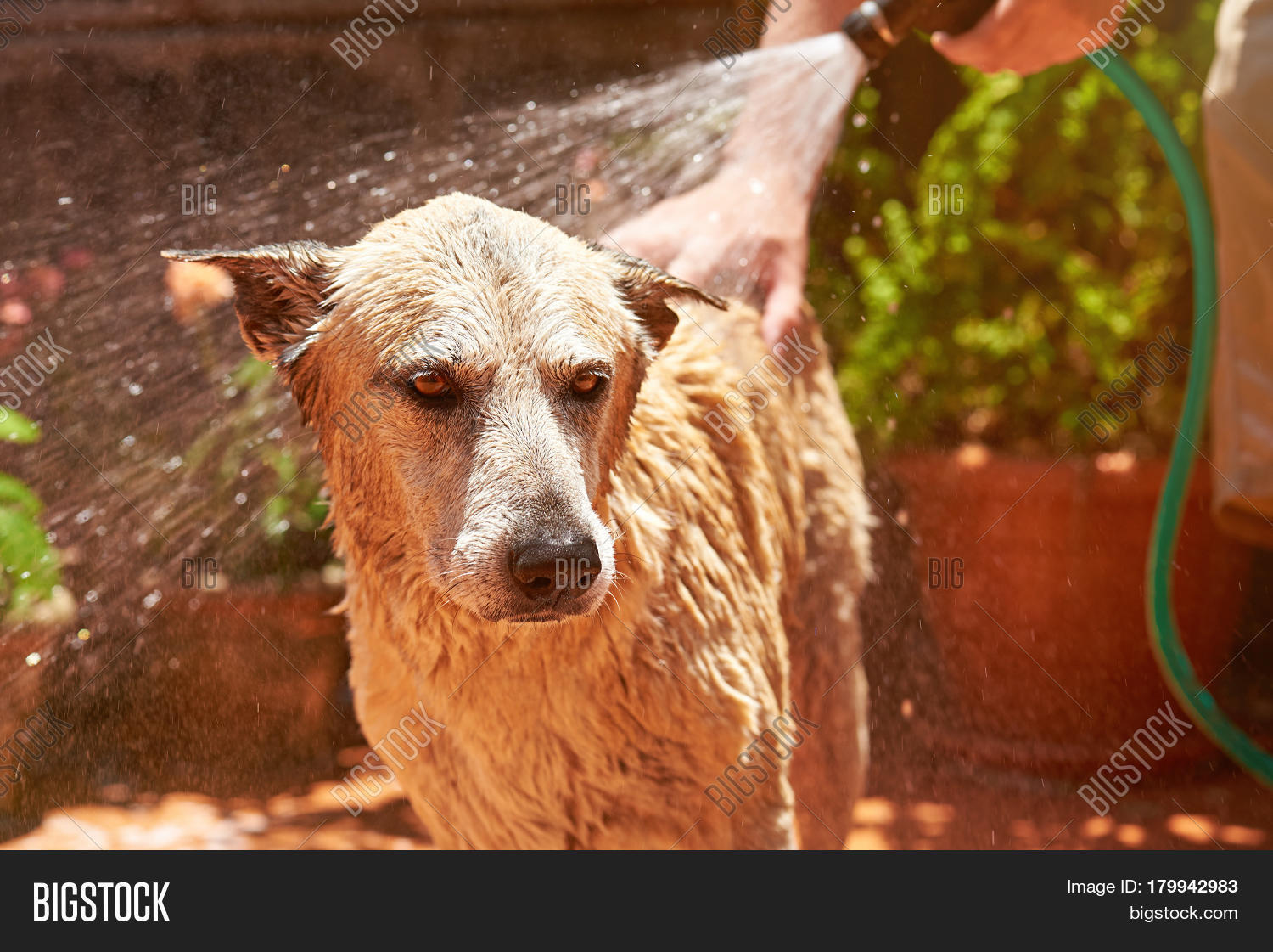 Sad Face Washing Dog Image & Photo (Free Trial) | Bigstock