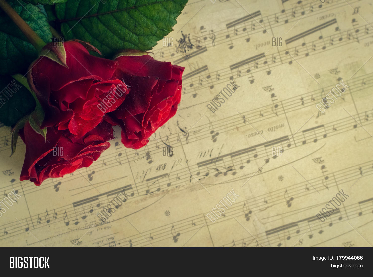 Red Roses Musical Image & Photo (Free Trial) | Bigstock
