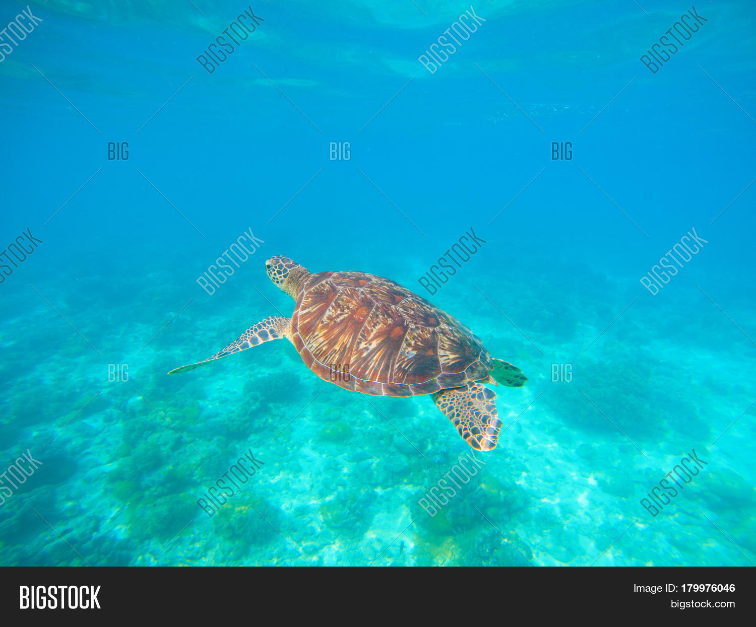 Green Turtle Swim Blue Image & Photo (Free Trial) | Bigstock