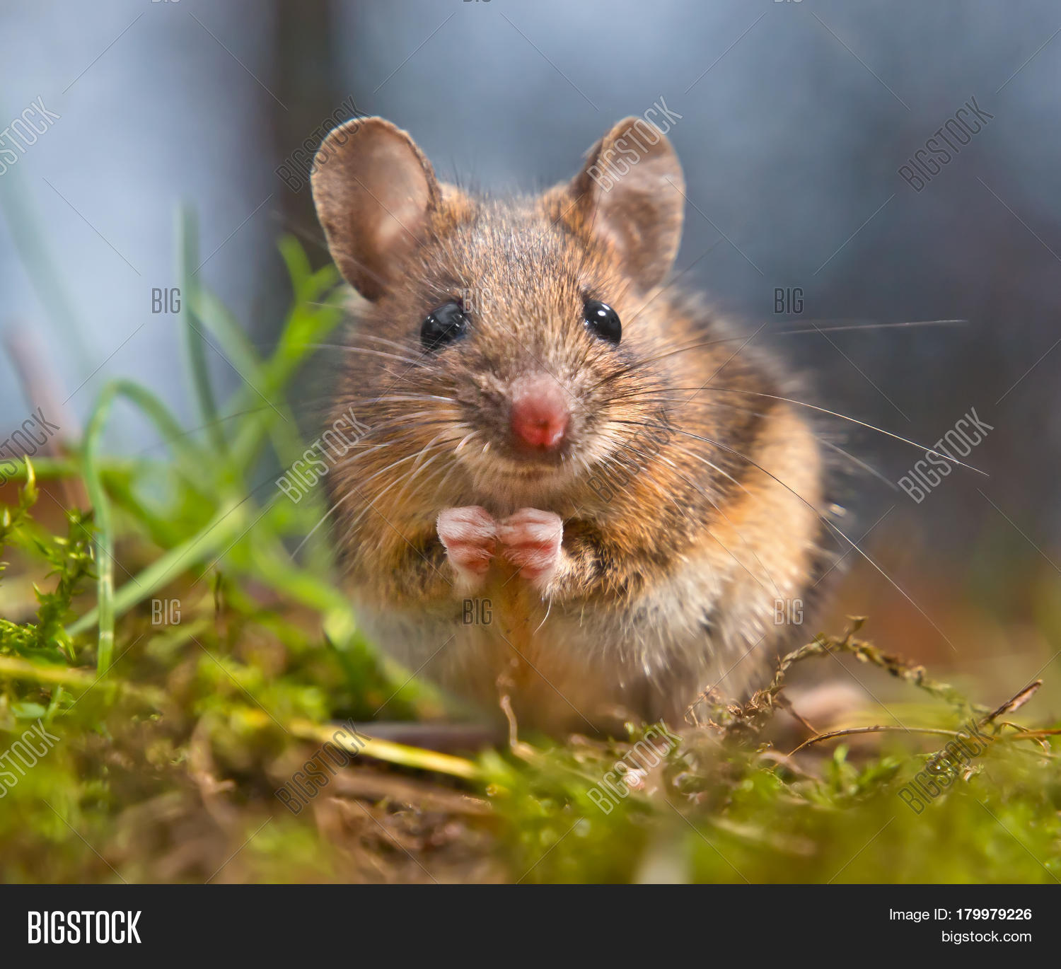 Cute Wood Mouse Image & Photo (Free Trial) | Bigstock