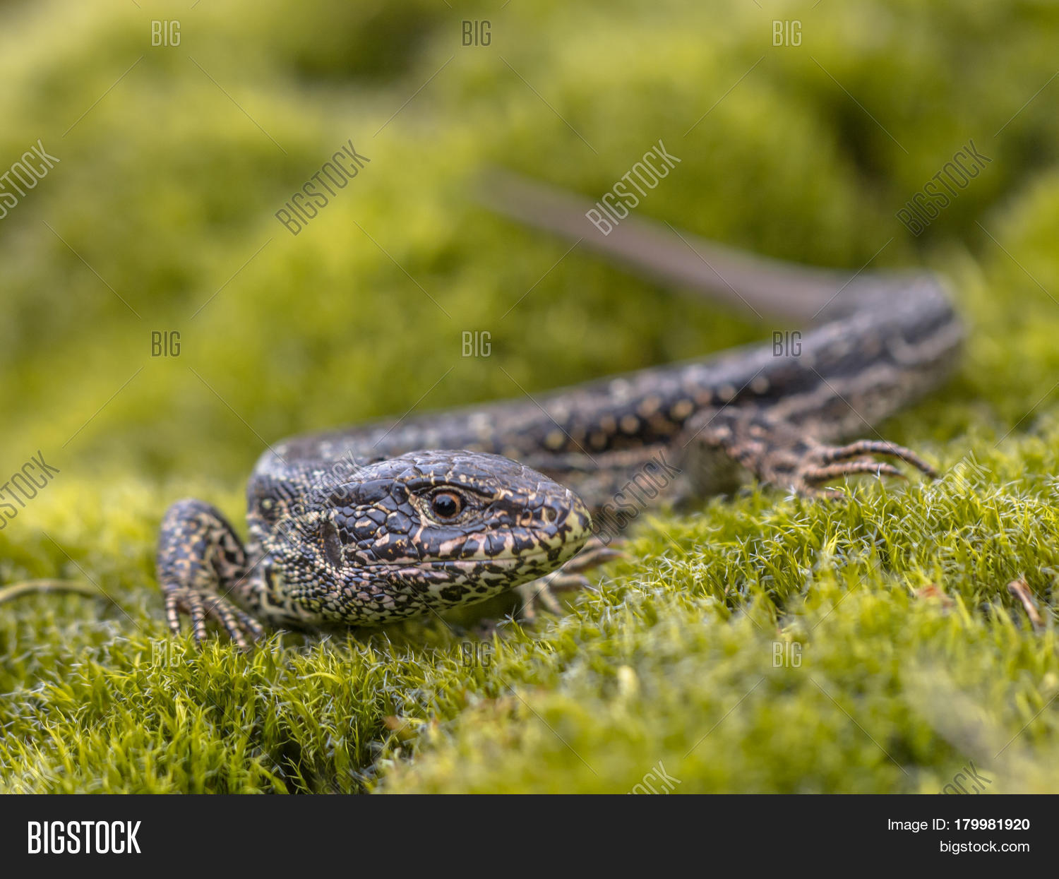 Wild Sand Lizard Image & Photo (Free Trial) | Bigstock