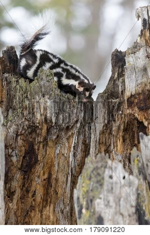Spotted Skunk Hunts Image & Photo (Free Trial) | Bigstock