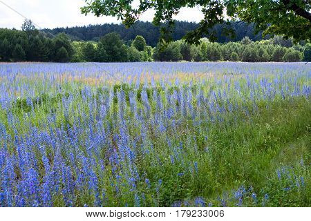 Beautiful Meadows Image & Photo (Free Trial) | Bigstock
