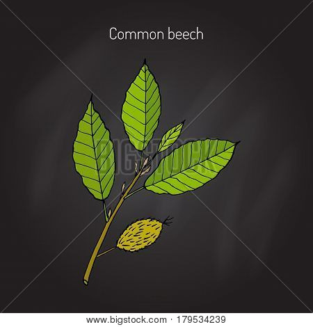 Beech Branch Leaves Vector & Photo (Free Trial) | Bigstock