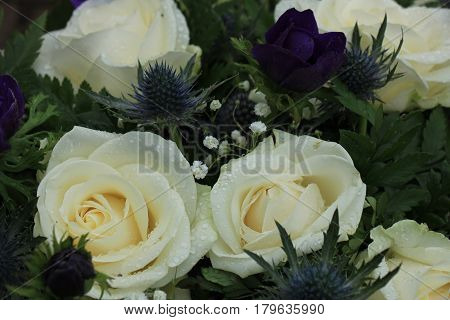 White Roses Baby's- Image & Photo (Free Trial) | Bigstock